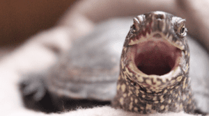 Do Turtles Have Teeth? The Answer is Complicated